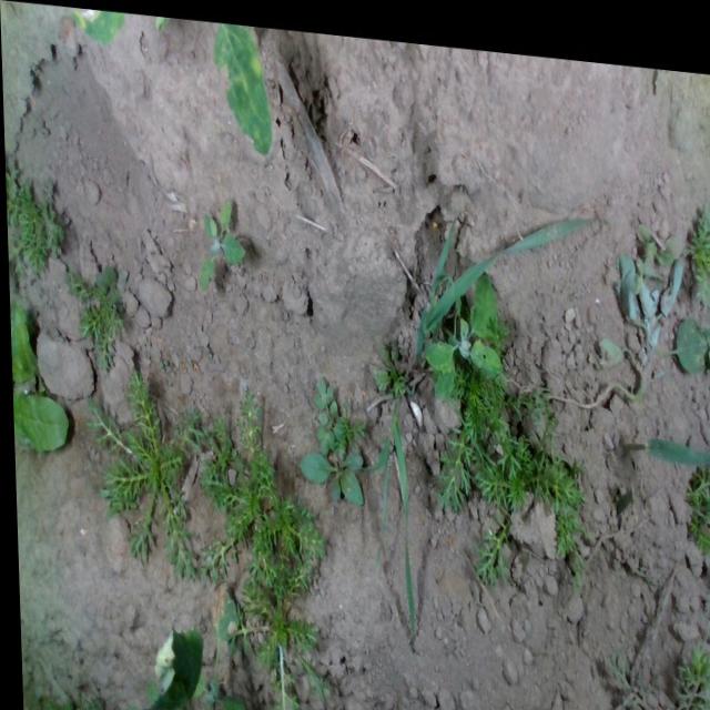 Laser Weeding System Object Detection Model V2 2024 10 15 4 45pm By