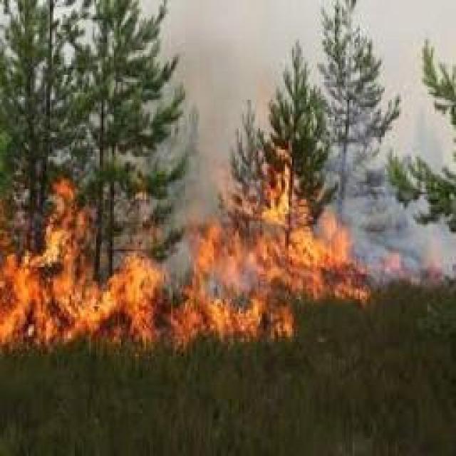 forest-fire-dataset Object Detection Dataset by touatikamel