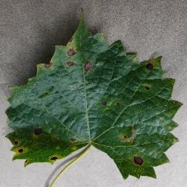 Leaf Disease Detection1 Object Detection Dataset By Leaf Disease Detection