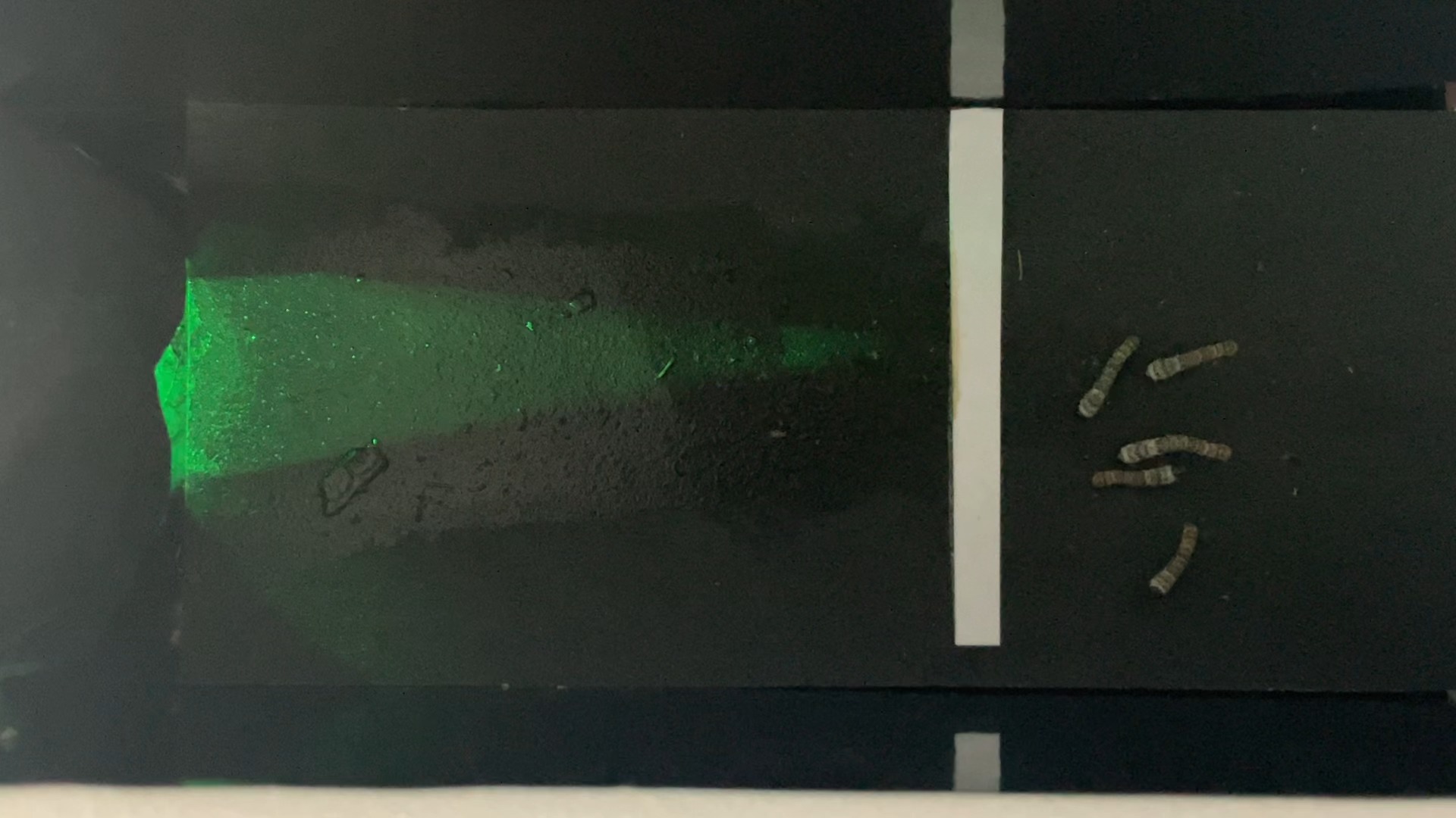 Silkworm-detection Object Detection Dataset and Pre-Trained Model by SilkwormsDetection