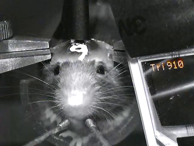 mice_nose 2 Keypoint Detection Dataset by LAB DATA