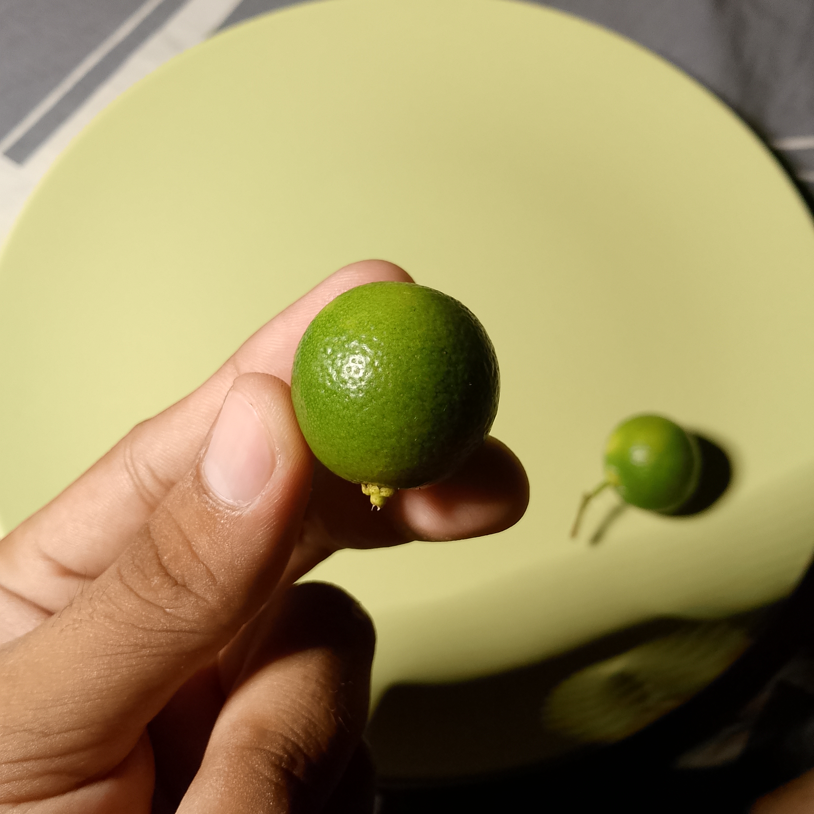 Local_Lemon Identifier Object Detection Dataset by Lemon