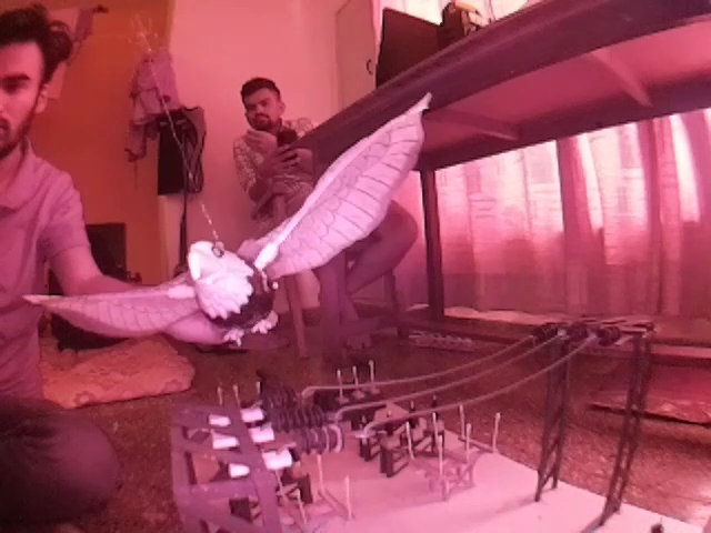 bird detection new Object Detection Model by Project 101