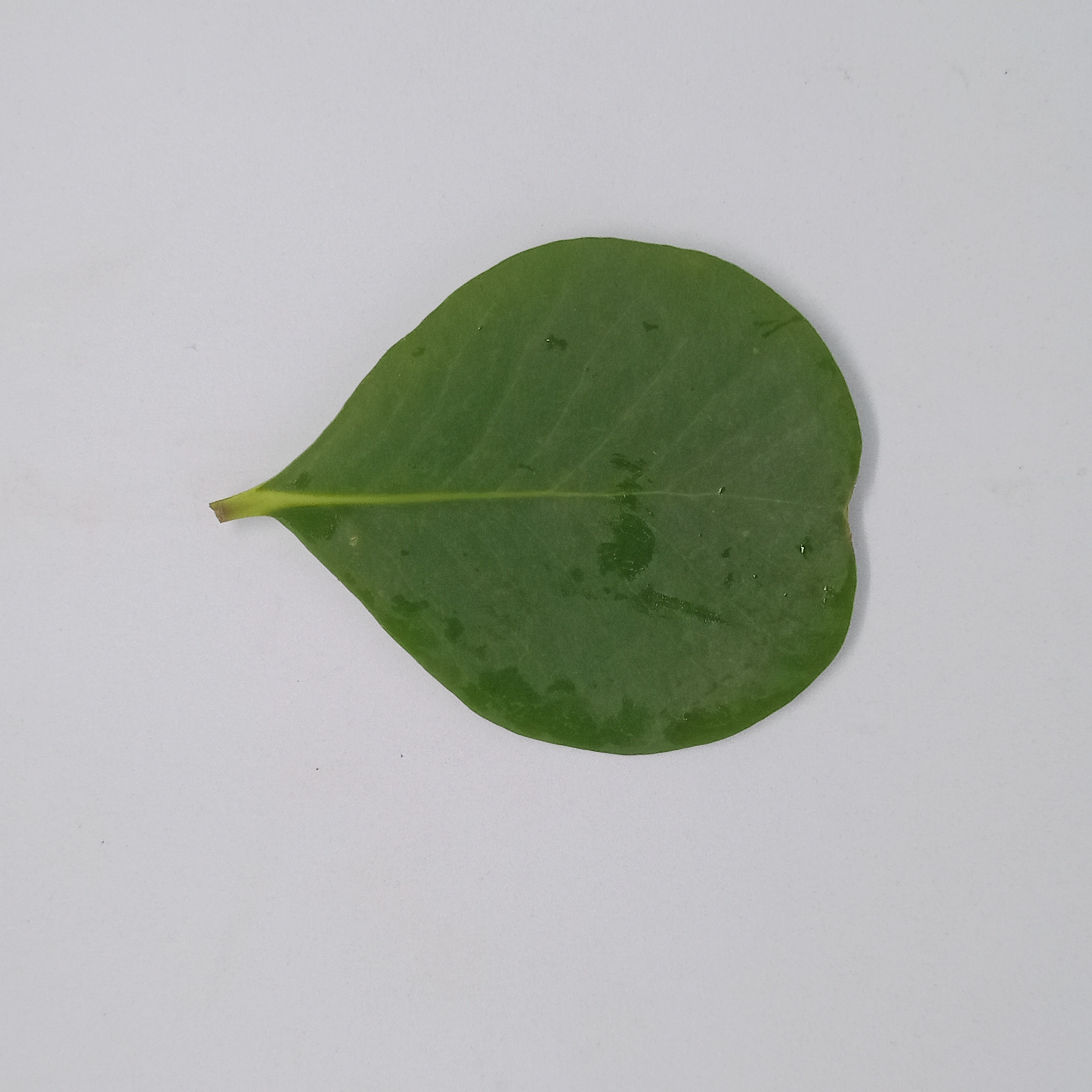 Klasifikasi Daun Mangrove Classification Dataset by Rahmat Kamara