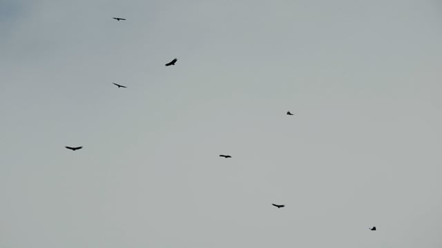 DroneDetection Object Detection Dataset and Pre-Trained Model by DL