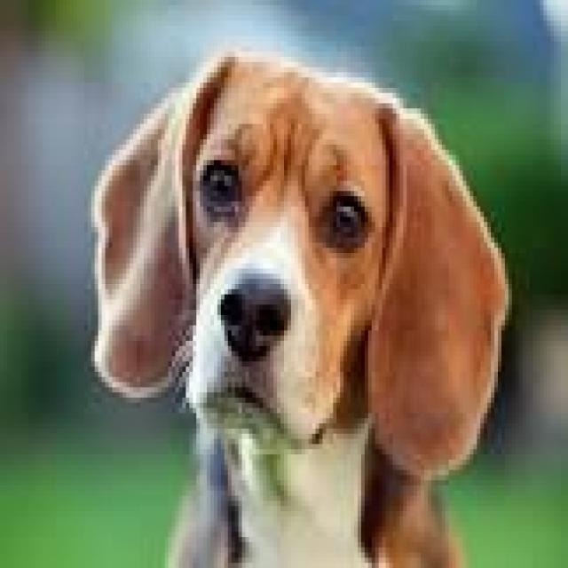 dog breeds 4 Classification Dataset by navr0n