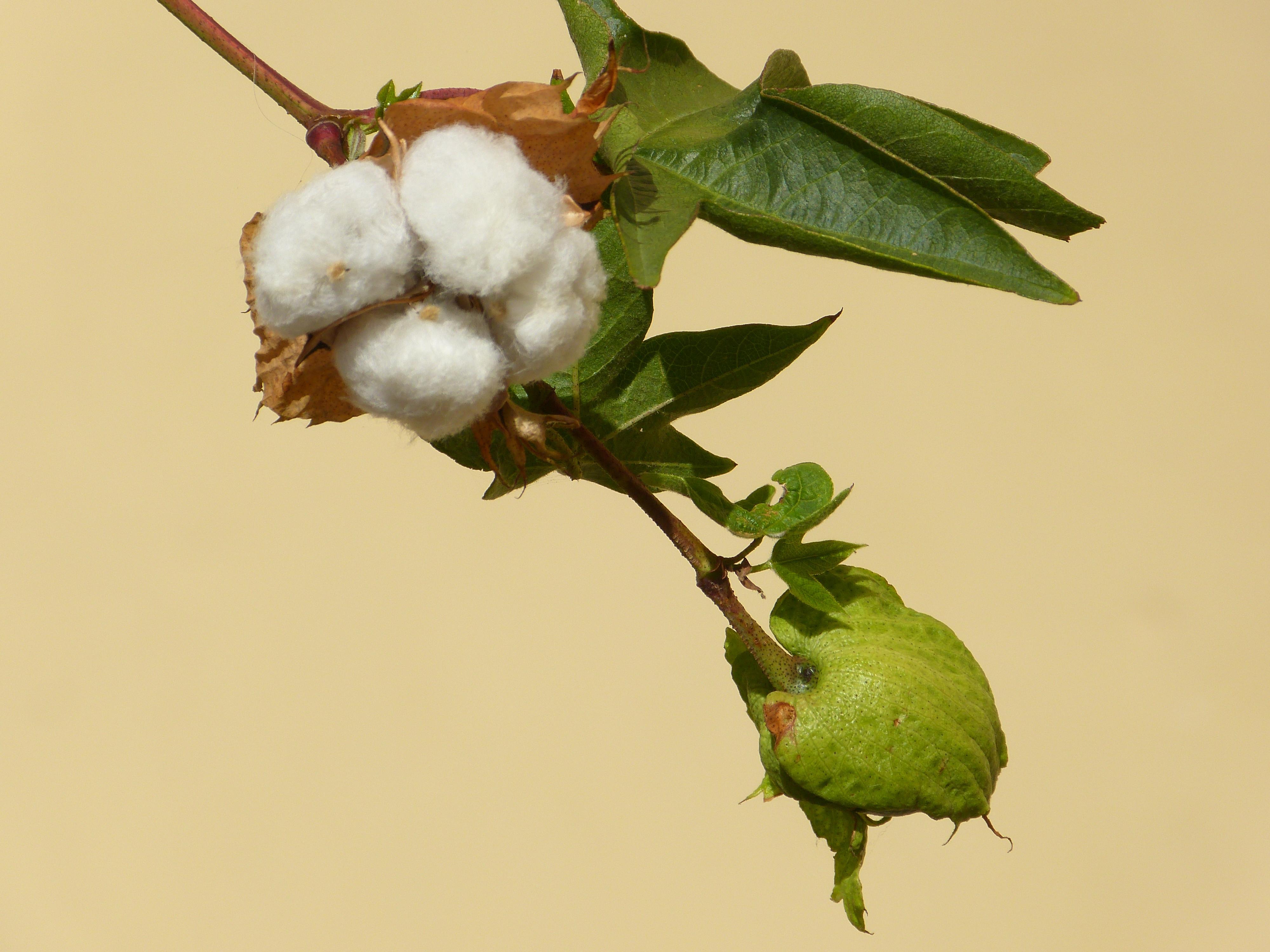 CNN Object Detection Model by Luffy24312