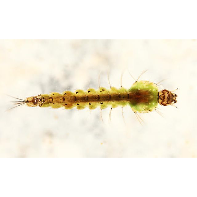 Mosquito Larvae Dataset Object Detection Dataset And Pre Trained Model
