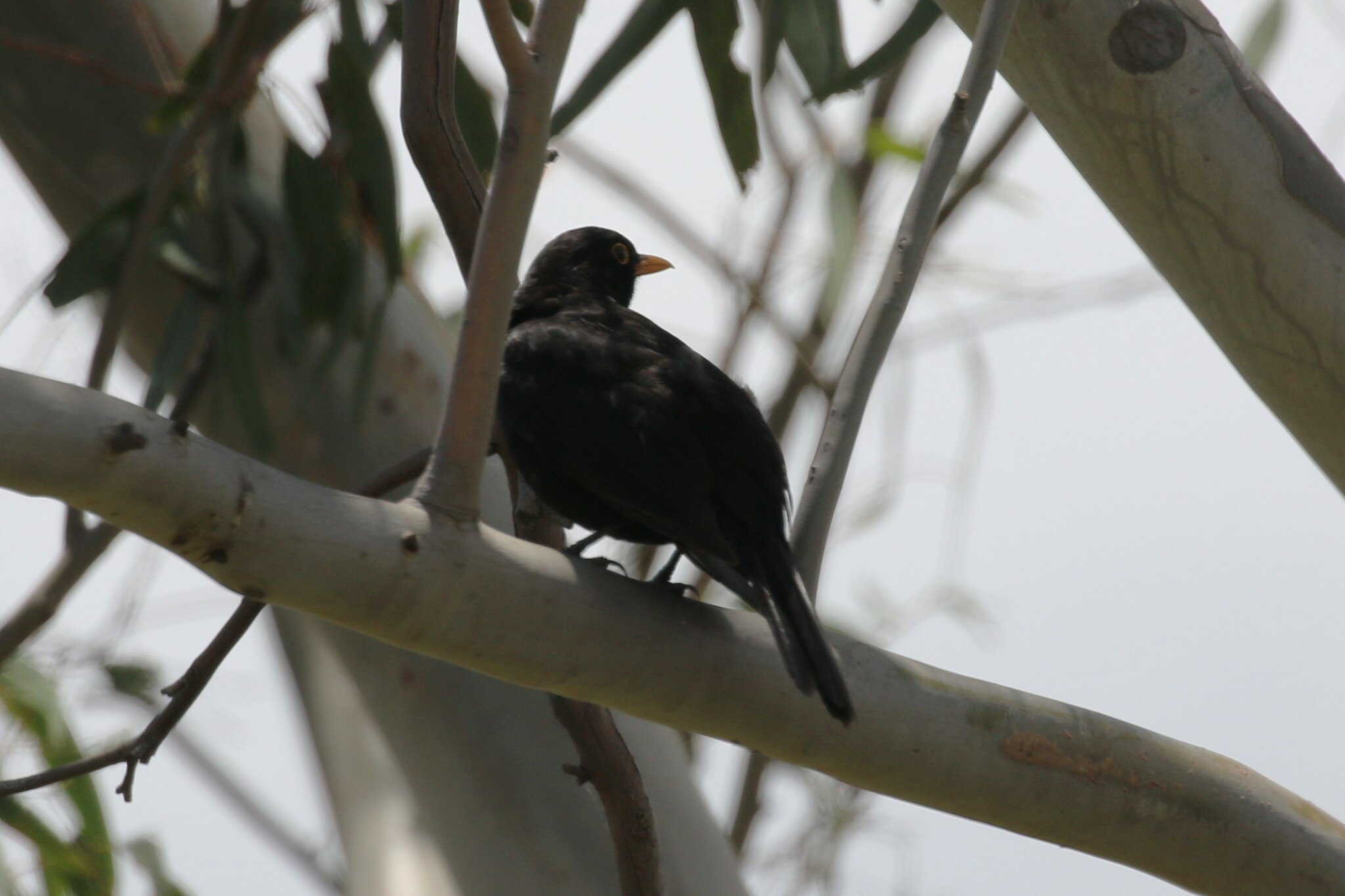 Ia yolov5 bird Object Detection Dataset and Pre-Trained Model by yolov5 ia