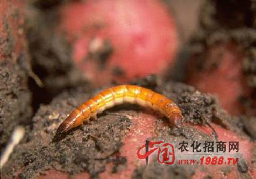 worms Object Detection Dataset by Learning