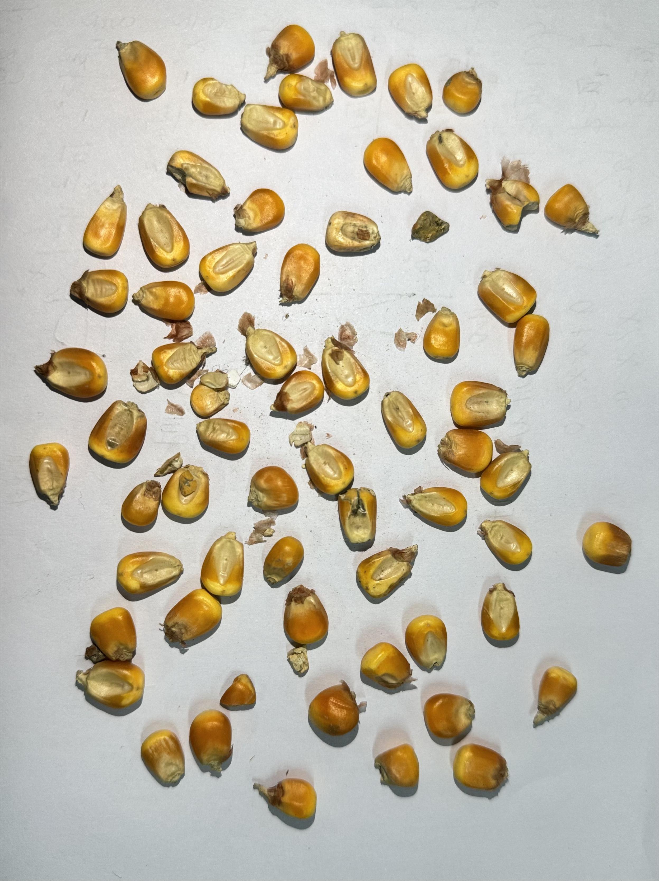 corn Object Detection Dataset and Pre-Trained Model by Pet Adoption