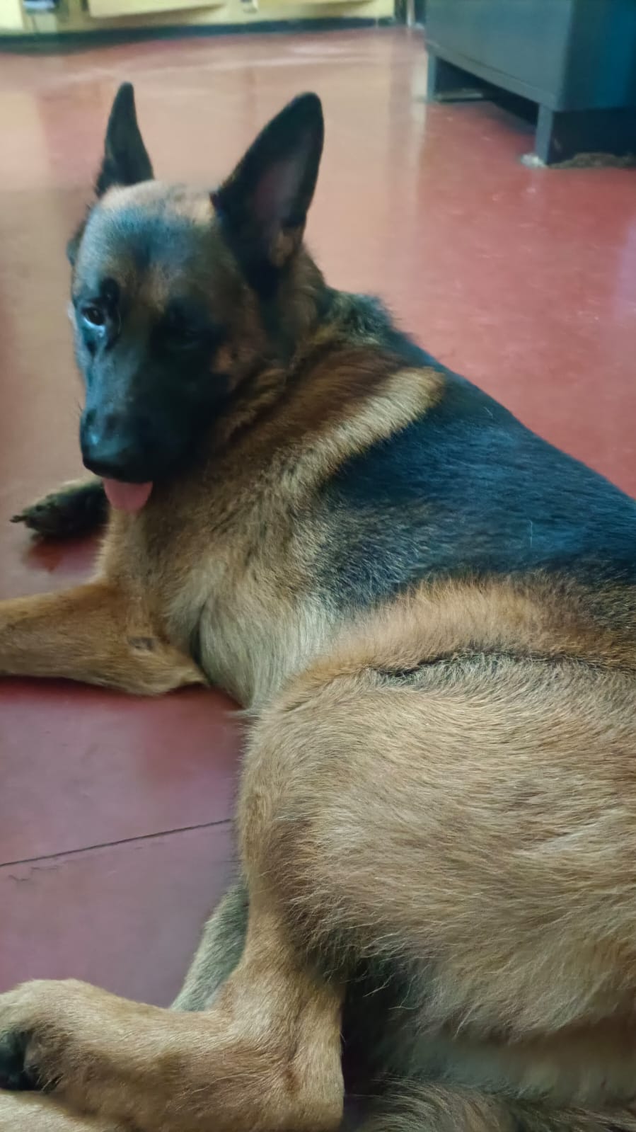 injured dog detector v35 Object Detection Dataset and Pre-Trained Model ...