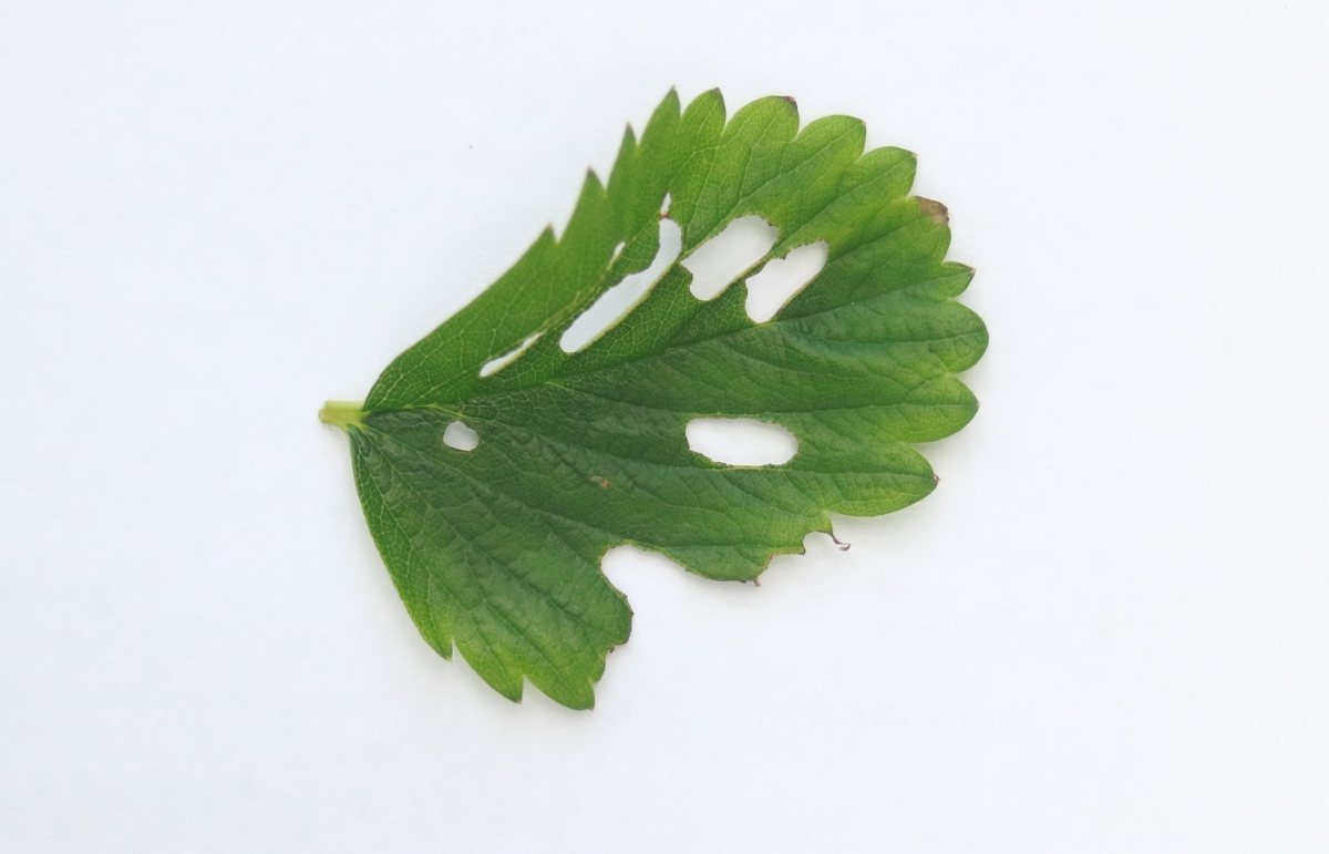 Stoberi Classification Dataset by TA