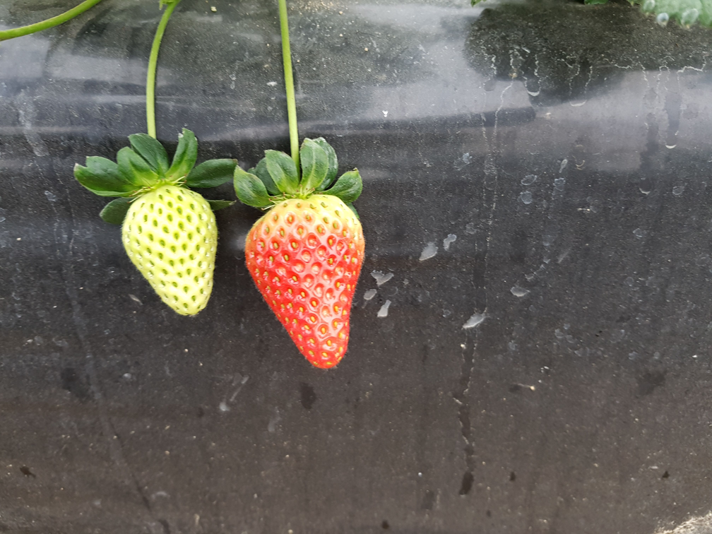 strawberry Object Detection Dataset and Pre-Trained Model by Biba