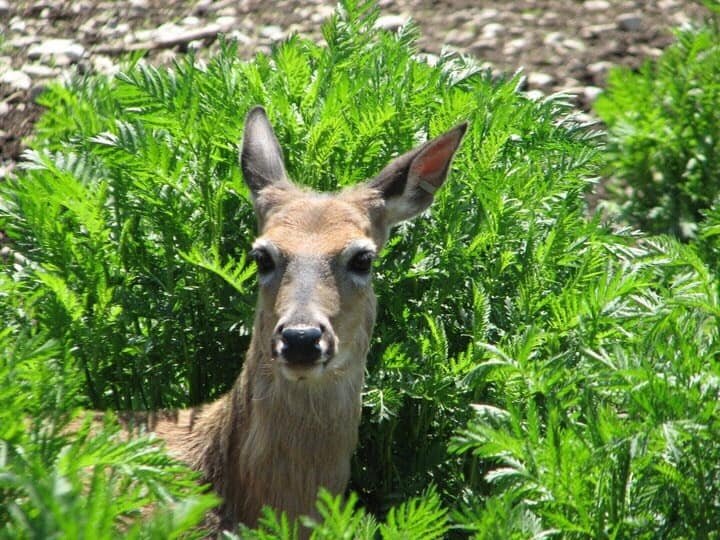 Dataset Animal Object Detection Dataset and Pre-Trained Model by Dataset Animal Cow Sheep Deer