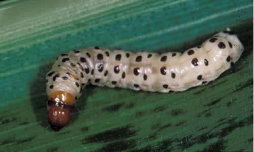 deteksi hama buah mangga Object Detection Dataset by Deteksi Hama Ikan