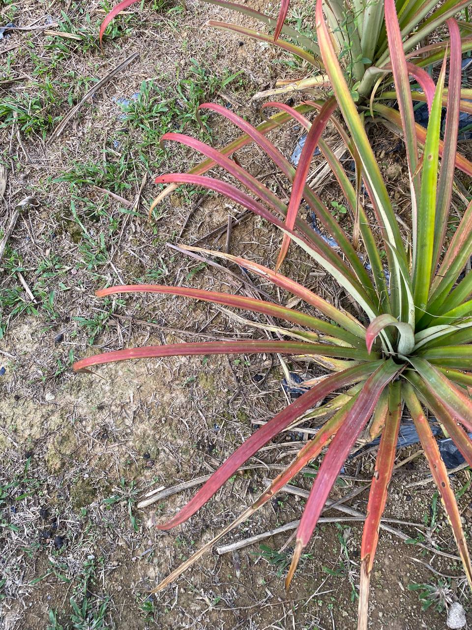 pineapple Object Detection Model (v2, 2025-10-14 12:04am) by TEST