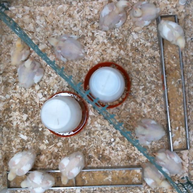 Detecting broiler Object Detection Model by Assignment