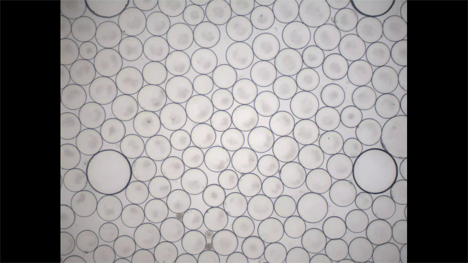 segment Instance Segmentation Dataset by mayuying