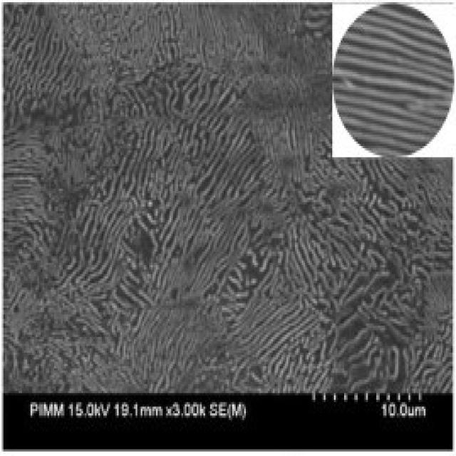 Pearlite And Ferrite Instance Segmentation Dataset By Wildrobot