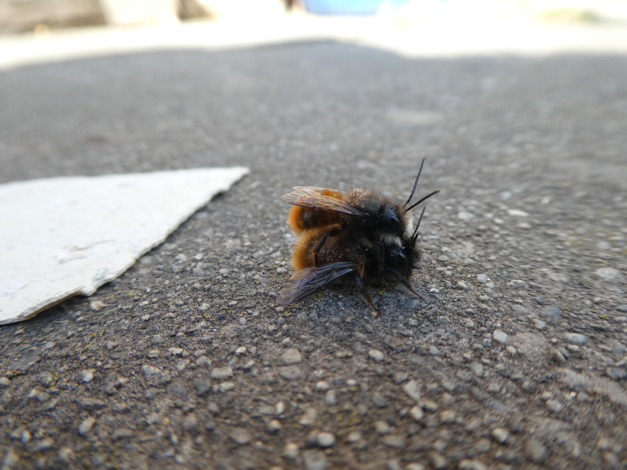 Osmia Cornuta Object Detection Model by butterfly