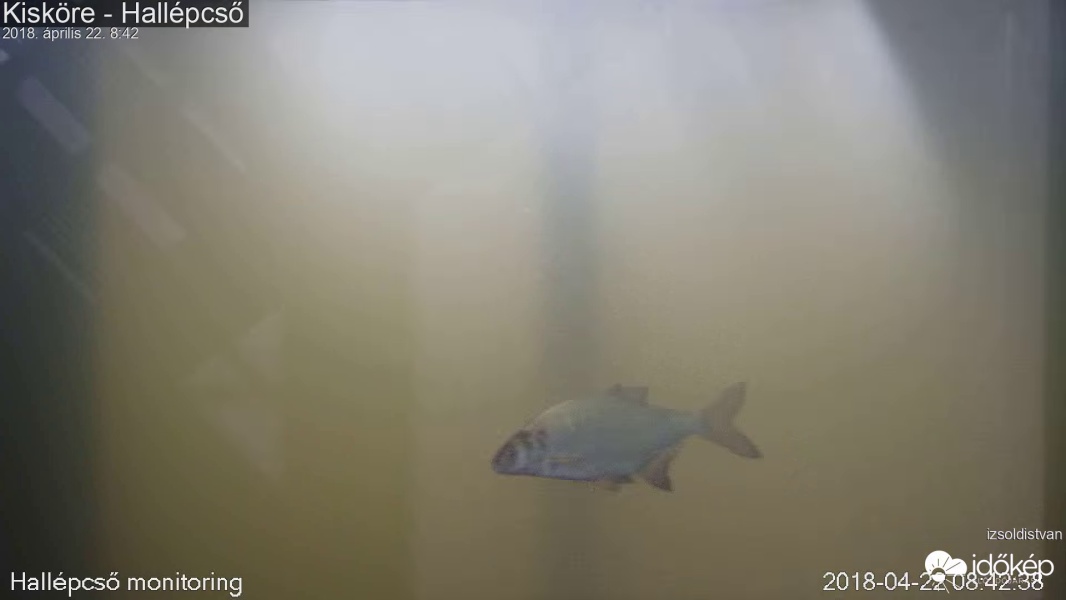 Fish1 Object Detection Dataset by FishDetection