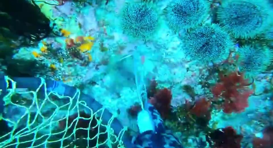 000-210 Object Detection Dataset by ww