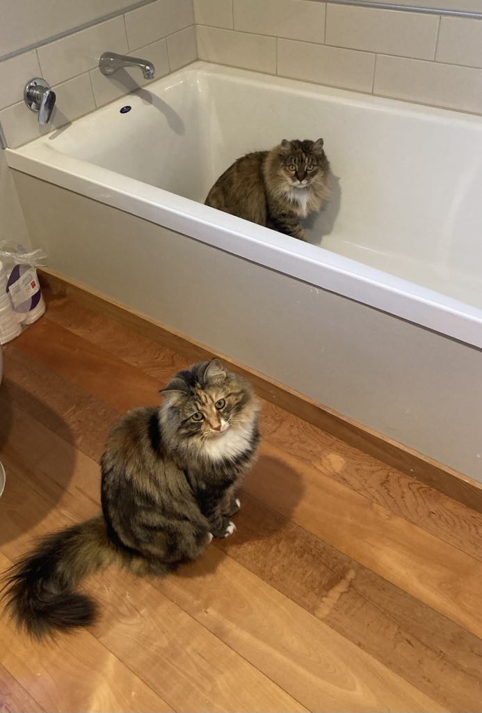 Tabbyandmaple Cat Object Detection Dataset By Catdetect