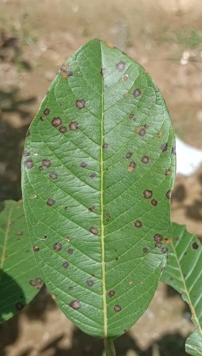 Top Ringan Datasets and Models | Roboflow Universe