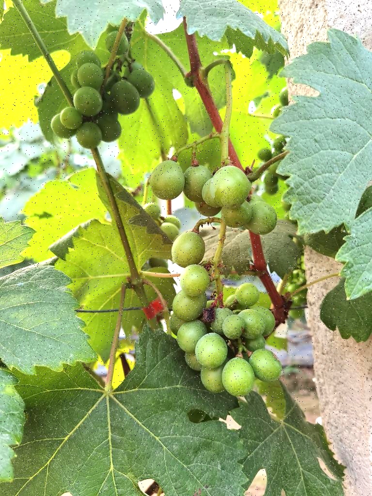 all grape Keypoint Detection Dataset by grape