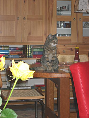 Dataset Fyp 2024 Object Detection Dataset By Labelling Image