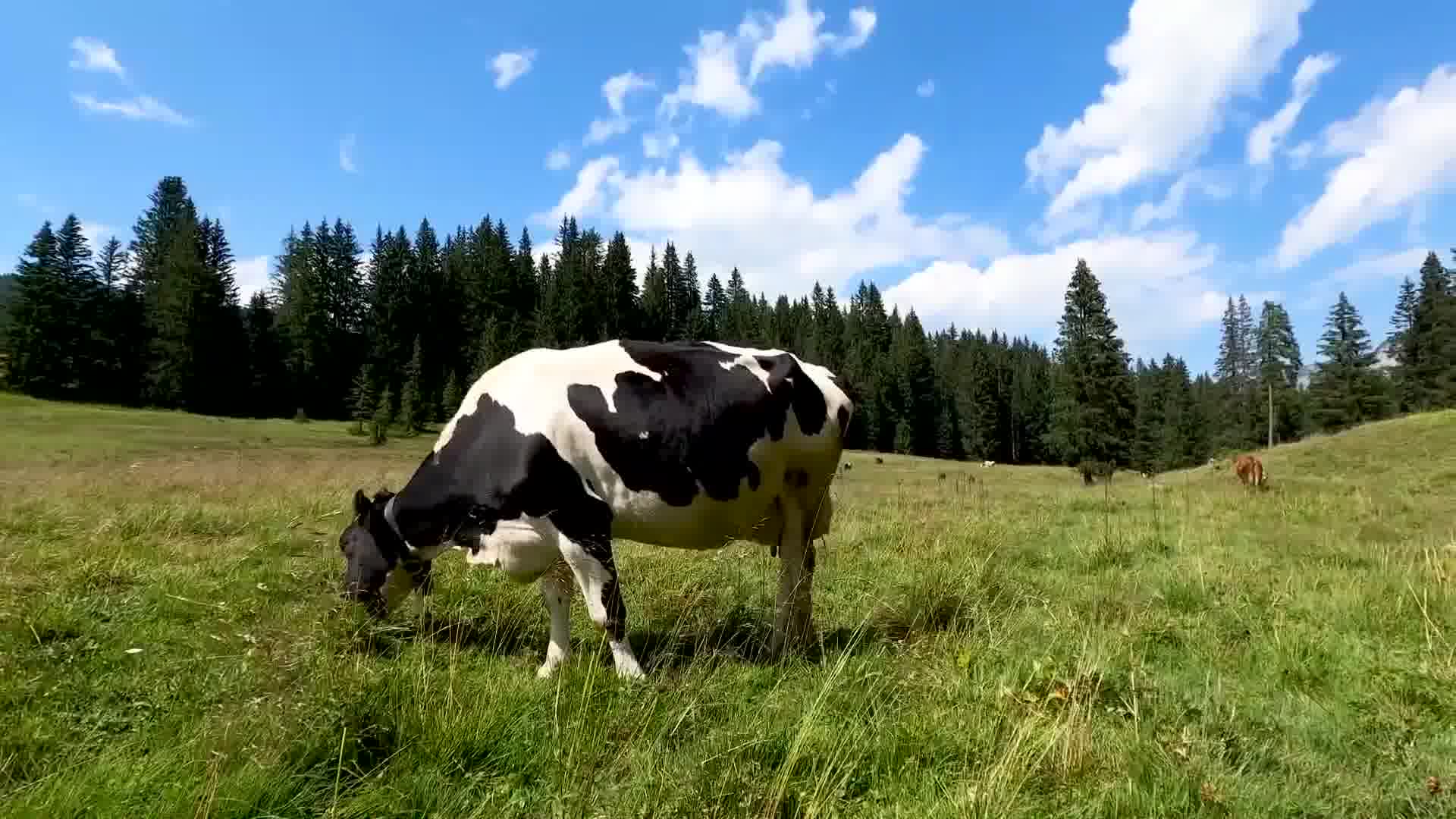 Cow_ID Object Detection Dataset by cowid