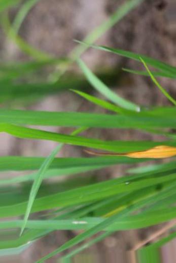 Rice Disease Segmentation Instance Segmentation Dataset and Pre-Trained Model by paddy leaf disease