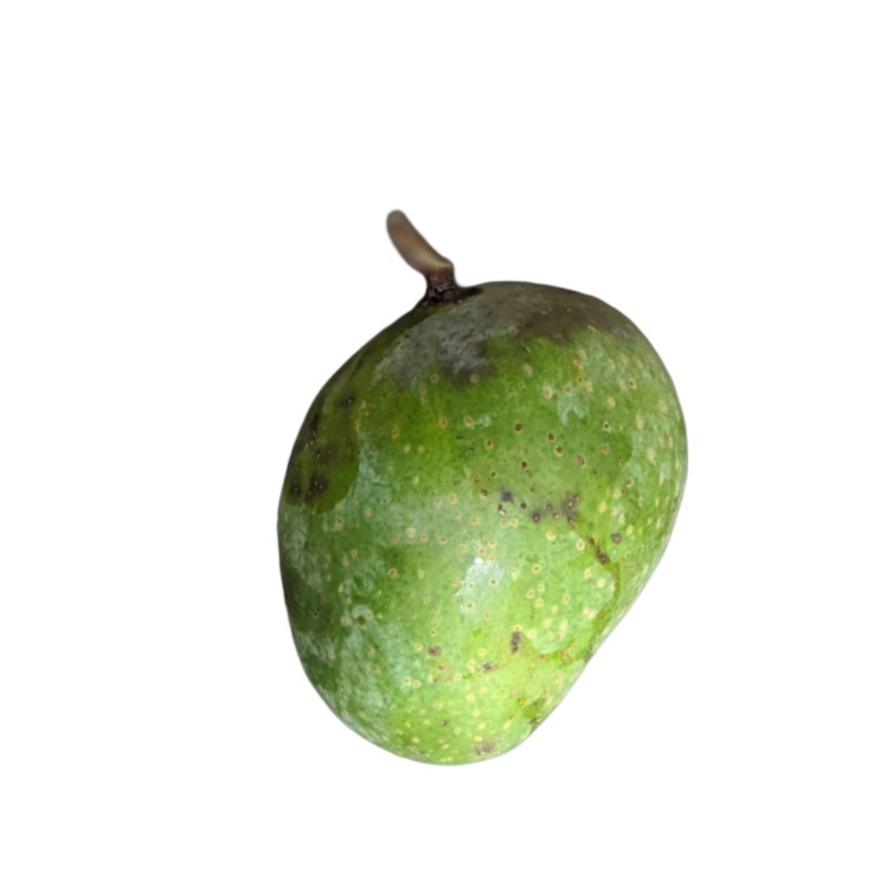 Mango Detection System Classification Model By Mango Detection System