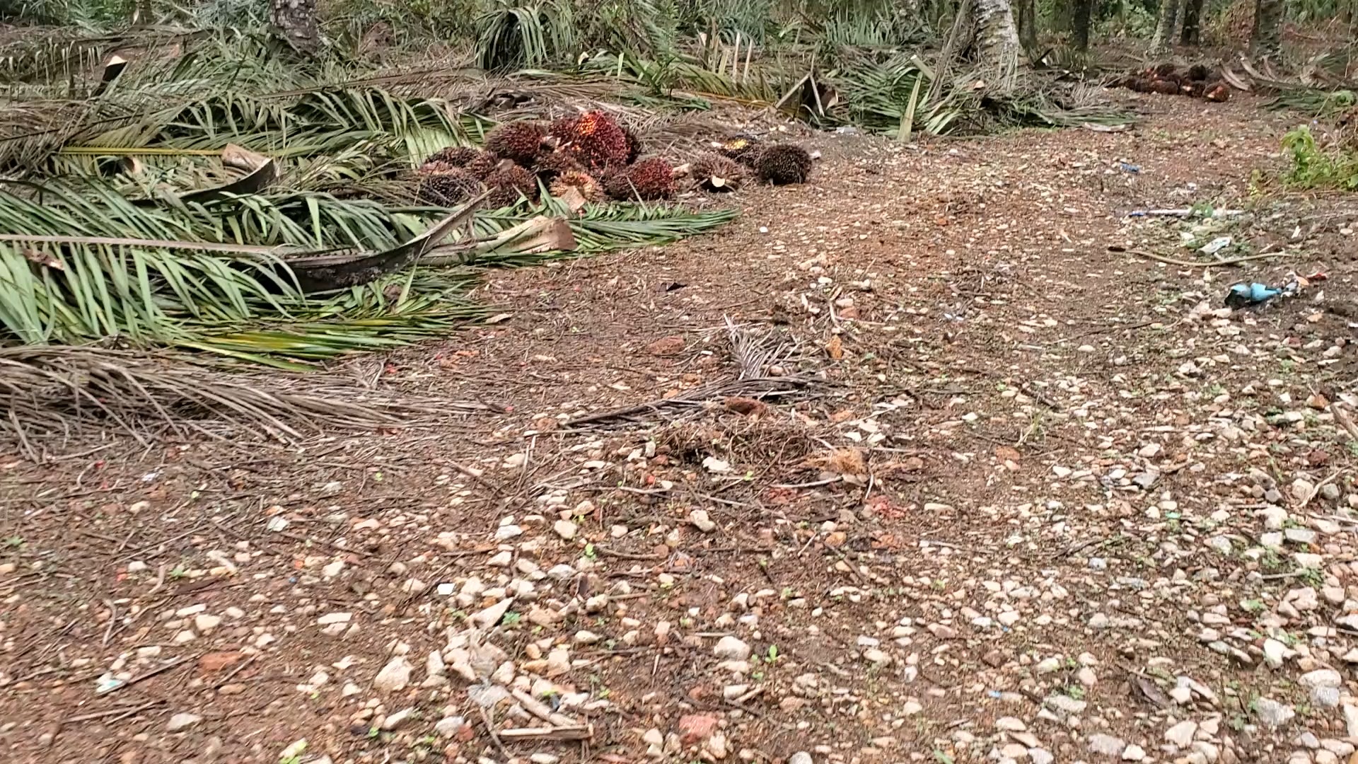 oil-palm Object Detection Model by test