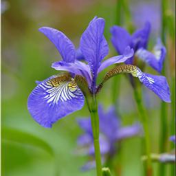 My First Project Object Detection Model by iris