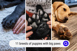 Jacob Stuart (jacob-stuart-rm4rm) - Roboflow Universe