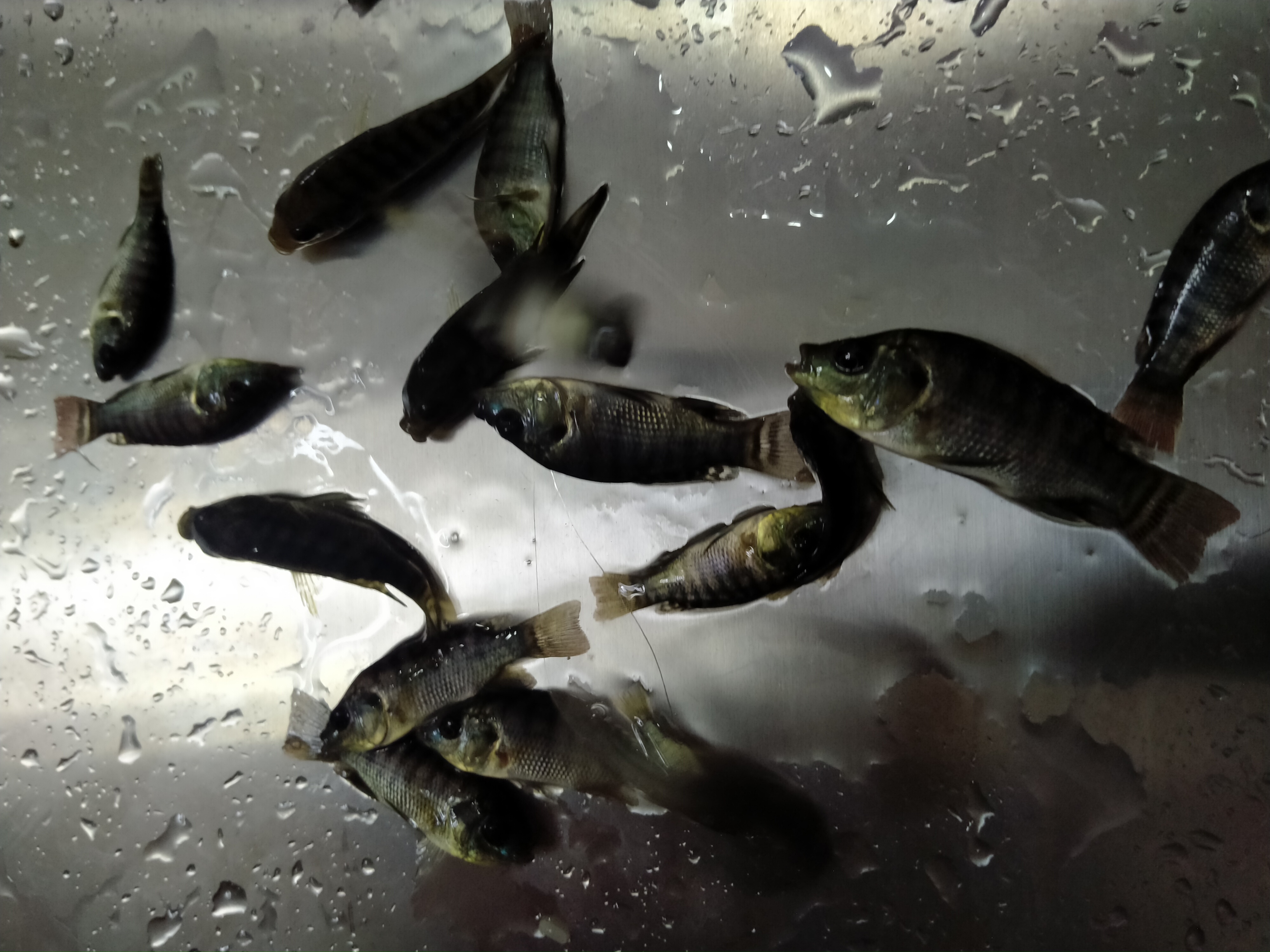 Tilapia Counter Object Detection Model by RESEARCHH RADOMES