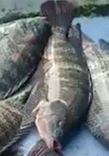 Fish Model - Roboflow Universe