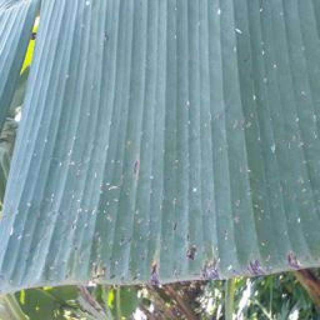 Banana Leaf Disease Detection Classification Dataset By Rkn