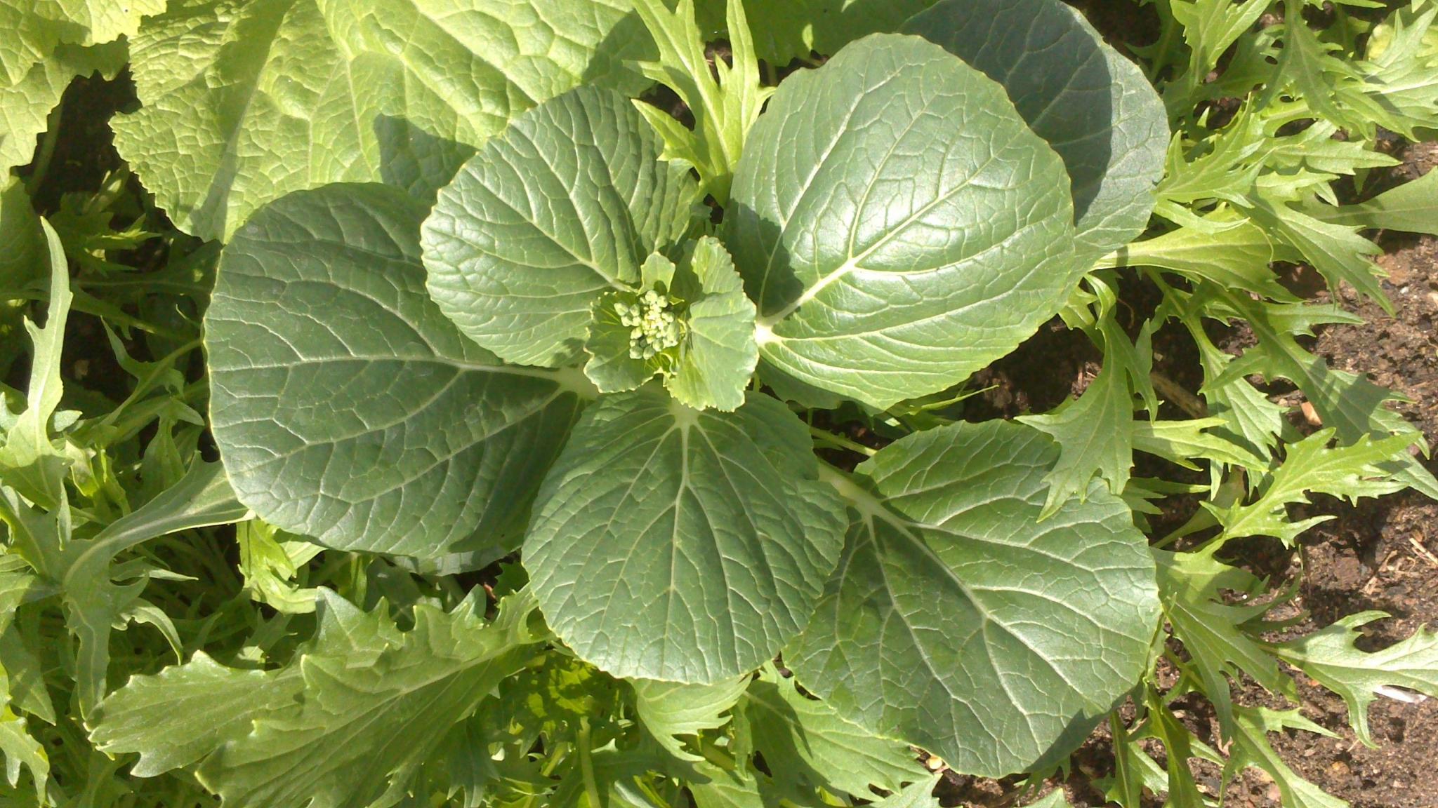 healthy plant Object Detection Dataset by pageme