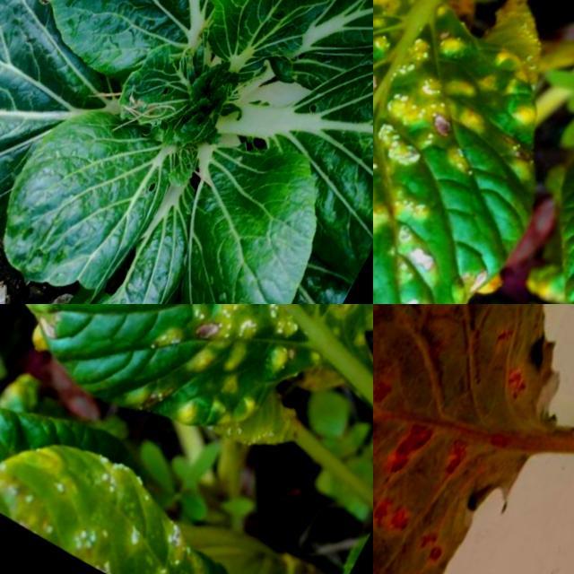 Plant Data Aug 3 Object Detection Dataset By Pageme