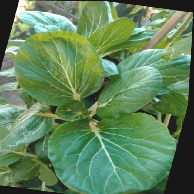 plant data aug 2 Object Detection Dataset by pageme