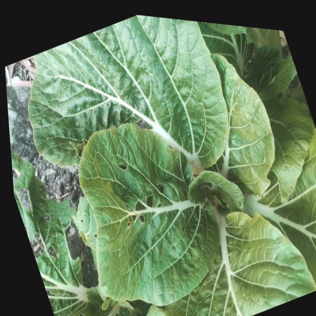 DISEASED aug 1 Object Detection Dataset by pageme