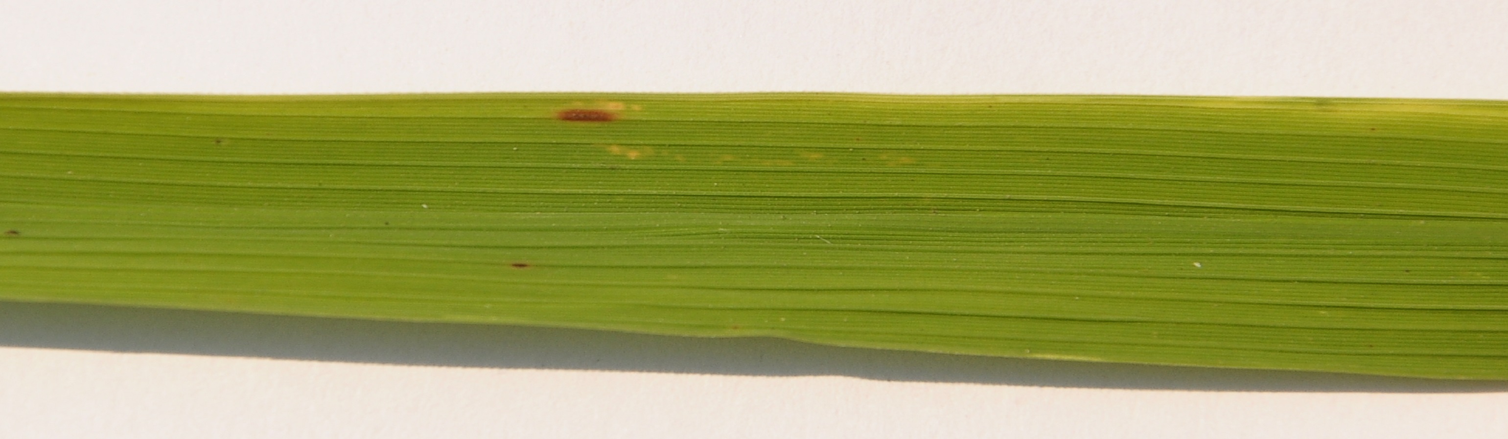 penyakit daun padi Classification Dataset by dedynggego