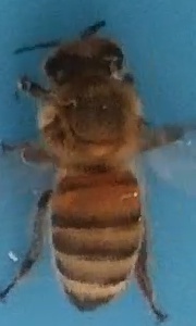 beehive 2 Object Detection Model by Alice