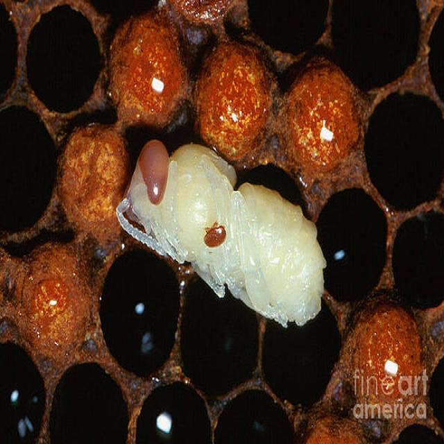 beehive Object Detection Dataset by Alice