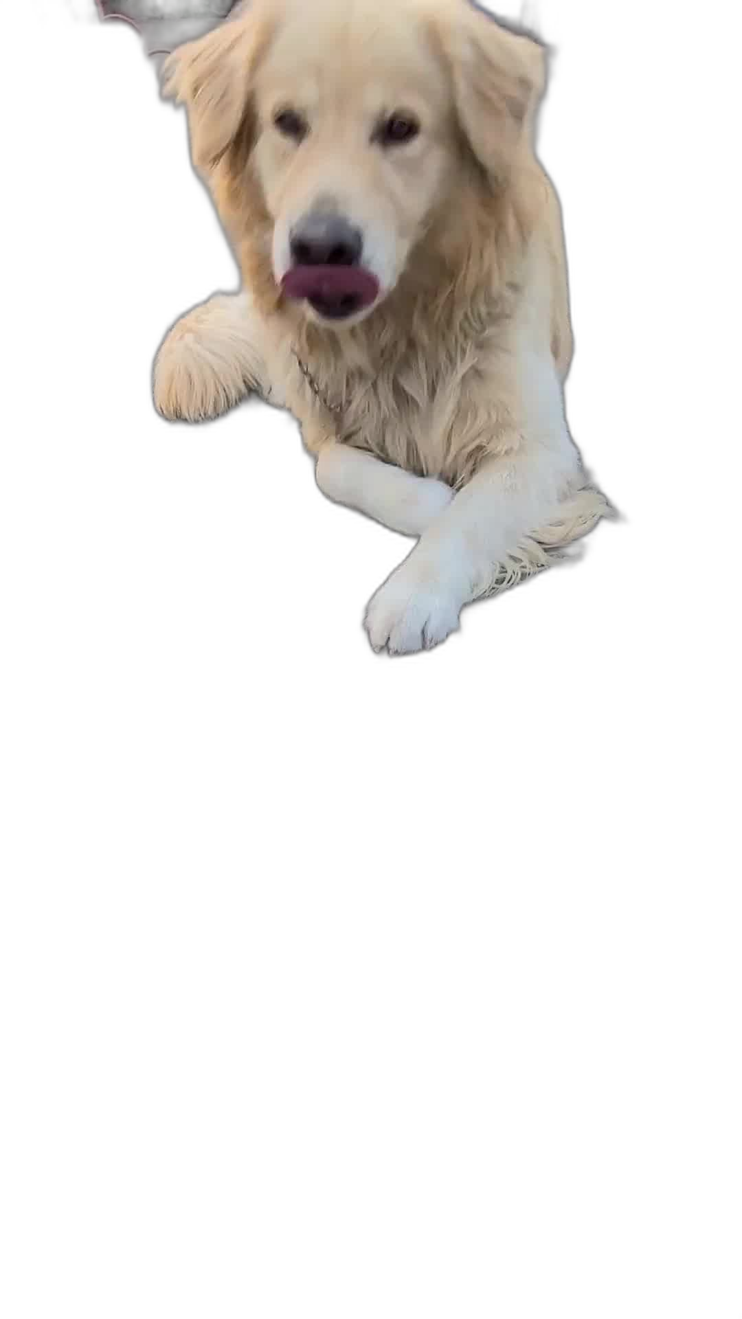 dog Semantic Segmentation Dataset by AIA