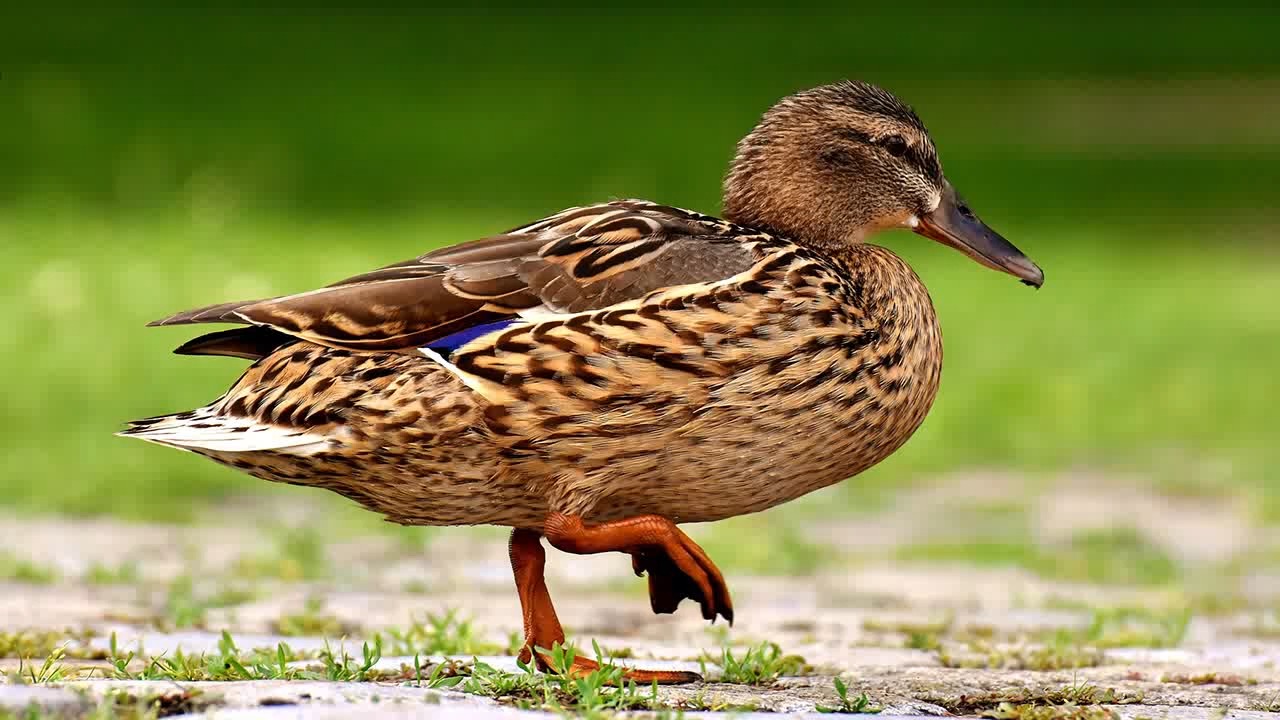 Duck Object Detection Dataset and Pre-Trained Model by Internship