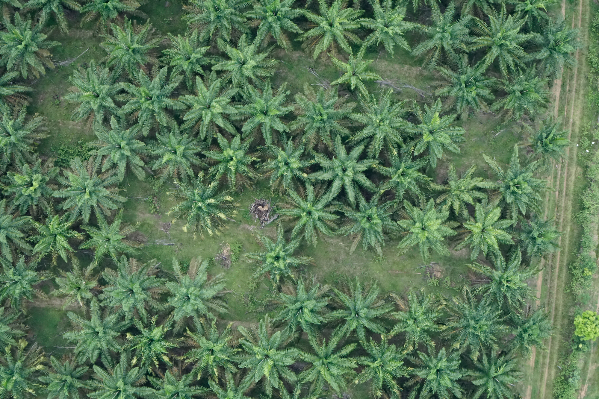 Palm Tree Detection and Counting Object Detection Dataset by Firdho ...